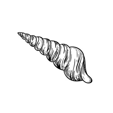 Conus Imagens – Procure 1,696 fotos, vetores e vídeos | Adobe Stock