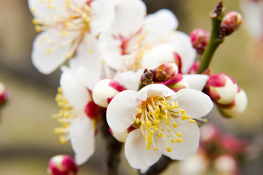 รูปภาพMume – เลือกดูภาพถ่ายสต็อก เวกเตอร์ และวิดีโอ2,714 | Adobe Stock