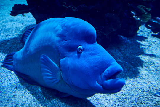 "Napoleon Fish" Images – Browse 5,086 Stock Photos, Vectors, and Video ...