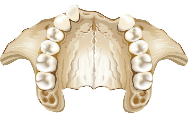 Maxilla Bone
