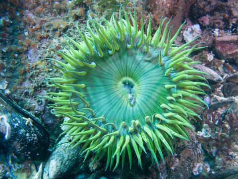 Green Sea Anemone Side View