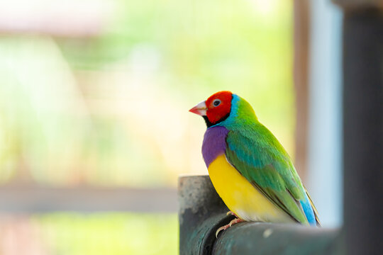 รูปภาพAvialae – เลือกดูภาพถ่ายสต็อก เวกเตอร์ และวิดีโอ561 | Adobe Stock