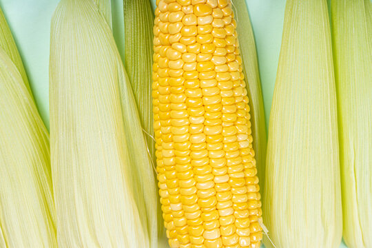 "Golden Corn" Bilder – Durchsuchen 448 Archivfotos, Vektorgrafiken und ...