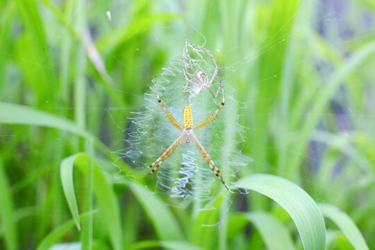 รูปภาพGaebul – เลือกดูภาพถ่ายสต็อก เวกเตอร์ และวิดีโอ748 | Adobe Stock