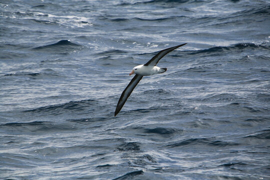 Diomedeidae Images – Browse 407 Stock Photos, Vectors, and Video ...