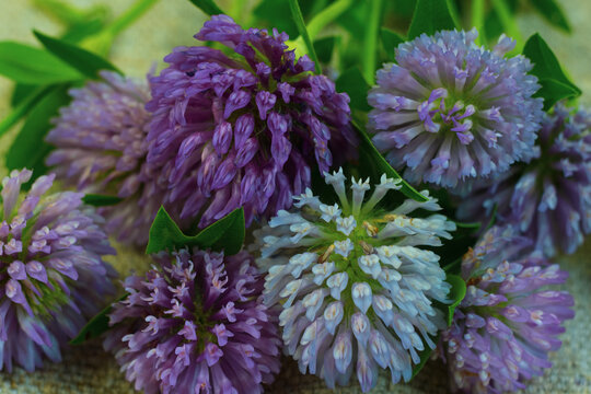 "Hop Trefoil" Bilder – Durchsuchen 316 Archivfotos, Vektorgrafiken und ...