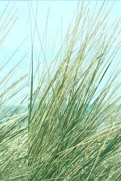 Oya Images – Browse 3,309 Stock Photos, Vectors, and Video | Adobe Stock