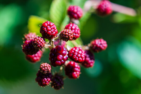Brombeerstrauch-Bilder: Stock-Fotos & -Videos. | Adobe Stock