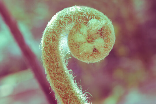 Filicales Bilder – Durchsuchen 1,759 Archivfotos, Vektorgrafiken und ...