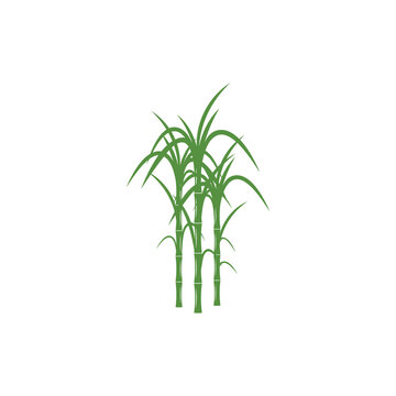 "Sugar Cane" Images – Browse 127,173 Stock Photos, Vectors, and Video ...