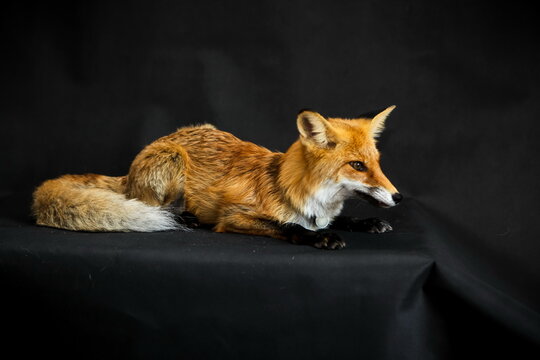 Schlaufuchs Bilder – Durchsuchen 12,956 Archivfotos, Vektorgrafiken und ...