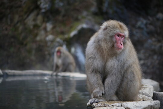 รูปภาพMacachi – เลือกดูภาพถ่ายสต็อก เวกเตอร์ และวิดีโอ161 | Adobe Stock