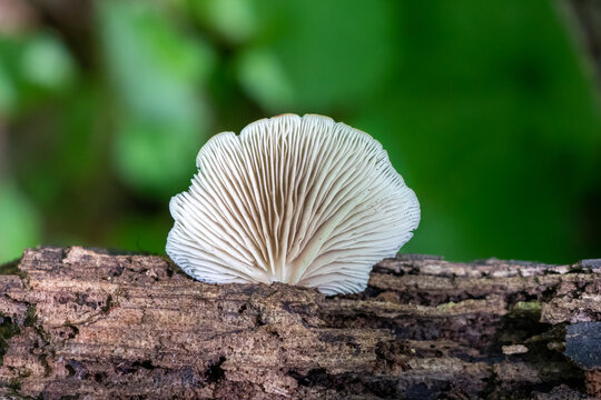 รูปภาพCrepidotus – เลือกดูภาพถ่ายสต็อก เวกเตอร์ และวิดีโอ109 | Adobe Stock