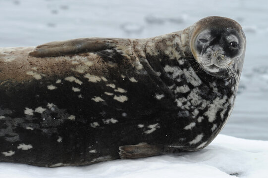 Phocidae Imagens – Procure 2,505 fotos, vetores e vídeos | Adobe Stock