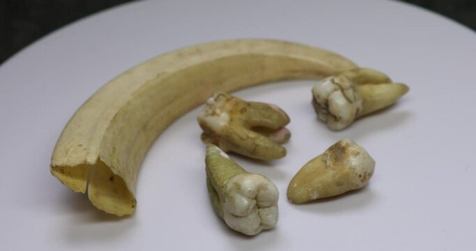 Unterkiefer Imagens – Procure 681 fotos, vetores e vídeos | Adobe Stock