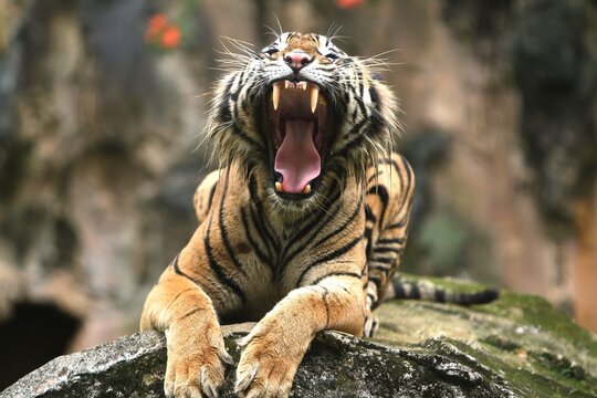 Tigerkatze Bilder – Durchsuchen 229,365 Archivfotos, Vektorgrafiken und ...