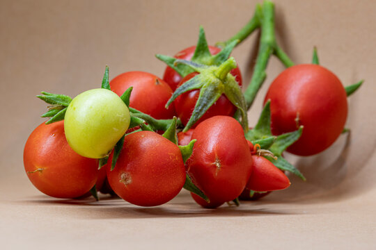 Tomatenstaude Bilder – Durchsuchen 394 Archivfotos, Vektorgrafiken und ...
