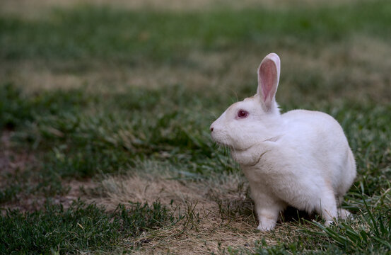 Wild White Rabbits