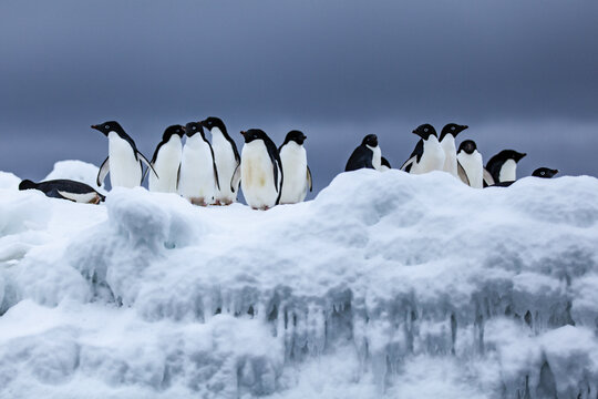 Frigid Images – Parcourir 2,729,820 le catalogue de photos, vecteurs et ...