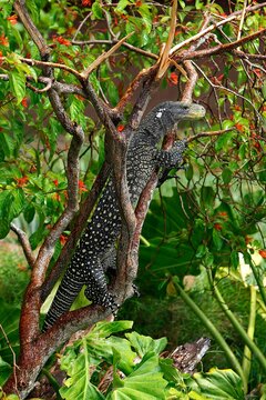 "Crocodile Monitor"-Bilder: Stock-Fotos & -Videos. | Adobe Stock