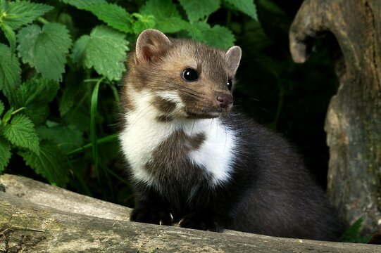 Fouine - Images et vidéos libres de droits | Adobe Stock