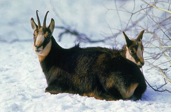 รูปภาพCaprinae – เลือกดูภาพถ่ายสต็อก เวกเตอร์ และวิดีโอ7,198 | Adobe Stock