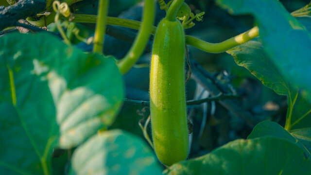 Upo bilder – Bläddra bland 32,024 stockfoton, vektorer och videor ...