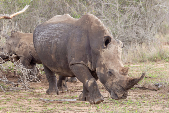 Rhinozeros bilder – Bläddra bland 645 stockfoton, vektorer och videor ...