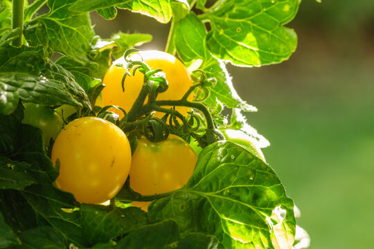 Mini-Tomaten Images – Browse 47 Stock Photos, Vectors, and Video ...