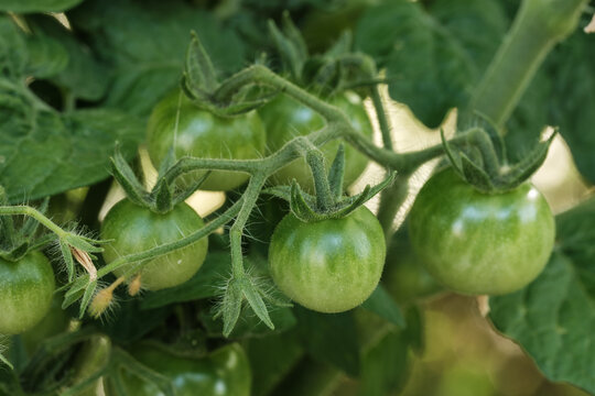 Mini-Tomaten Images – Browse 47 Stock Photos, Vectors, and Video ...