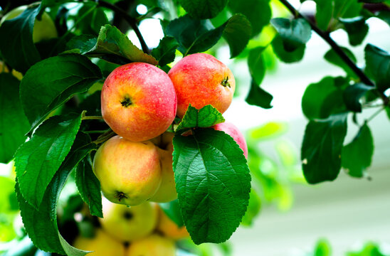 "Beautiful Apples" Bilder – Durchsuchen 64 Archivfotos, Vektorgrafiken ...