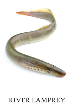 Hyperoartia Images – Browse 45 Stock Photos, Vectors, and Video | Adobe ...