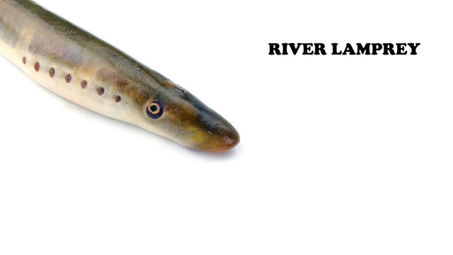 Hyperoartia Images – Browse 45 Stock Photos, Vectors, and Video | Adobe ...