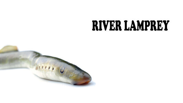 Hyperoartia Images – Browse 45 Stock Photos, Vectors, and Video | Adobe ...