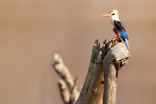 รูปภาพHalcyon – เลือกดูภาพถ่ายสต็อก เวกเตอร์ และวิดีโอ12,138 | Adobe Stock