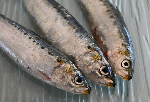 "Fatty Fish"-Bilder: Stock-Fotos & -Videos. | Adobe Stock