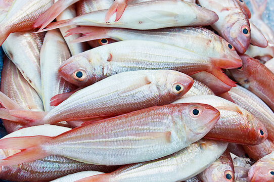 Lithrini bilder – Bläddra bland 14 stockfoton, vektorer och videor ...