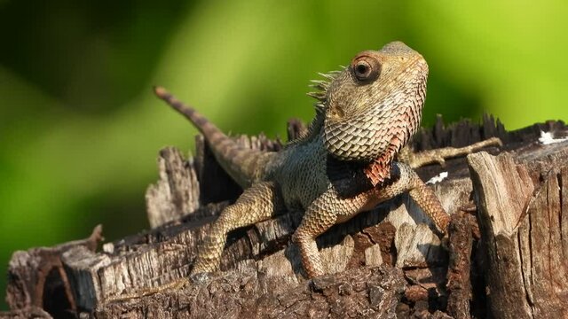 "Funny Lizard"-Bilder: Stock-Fotos & -Videos. | Adobe Stock