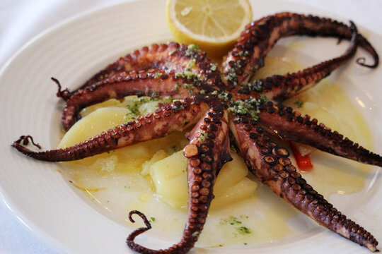 Octopus Legs"」の写真素材 | 79件の無料イラスト画像 | Adobe Stock