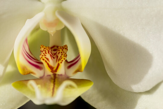 รูปภาพLabellum – เลือกดูภาพถ่ายสต็อก เวกเตอร์ และวิดีโอ1,290 | Adobe Stock