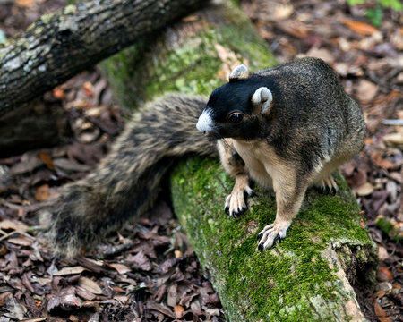 Black And White Fox Squirrel