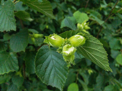 Haselnussblatt Bilder – Durchsuchen 1,264 Archivfotos, Vektorgrafiken ...