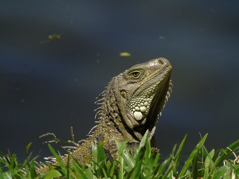 รูปภาพAcrodonta – เลือกดูภาพถ่ายสต็อก เวกเตอร์ และวิดีโอ14,224 | Adobe ...