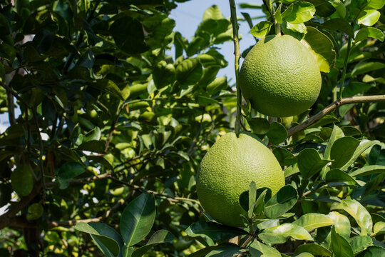 รูปภาพPomela – เลือกดูภาพถ่ายสต็อก เวกเตอร์ และวิดีโอ550 | Adobe Stock