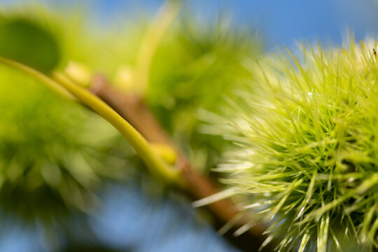 รูปภาพEdelkastanien – เลือกดูภาพถ่ายสต็อก เวกเตอร์ และวิดีโอ1,077 ...