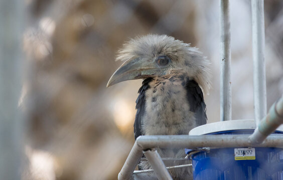 「Cacadu」の写真素材 | 67件の無料イラスト画像 | Adobe Stock