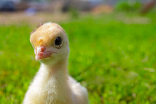 รูปภาพTurkey-Poult – เลือกดูภาพถ่ายสต็อก เวกเตอร์ และวิดีโอ40 | Adobe Stock