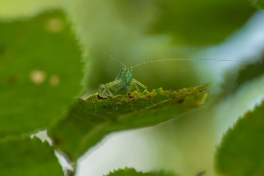 Saltamonte Images – Browse 50 Stock Photos, Vectors, and Video | Adobe ...