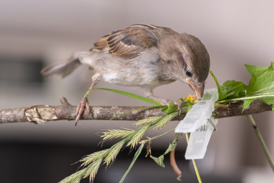 Estrapade Images – Parcourir 3,507 le catalogue de photos, vecteurs et ...