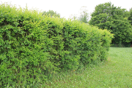 Ligusterhecke Bilder – Durchsuchen 721 Archivfotos, Vektorgrafiken und ...